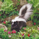 Skunk Puppet – Treehouse Toys